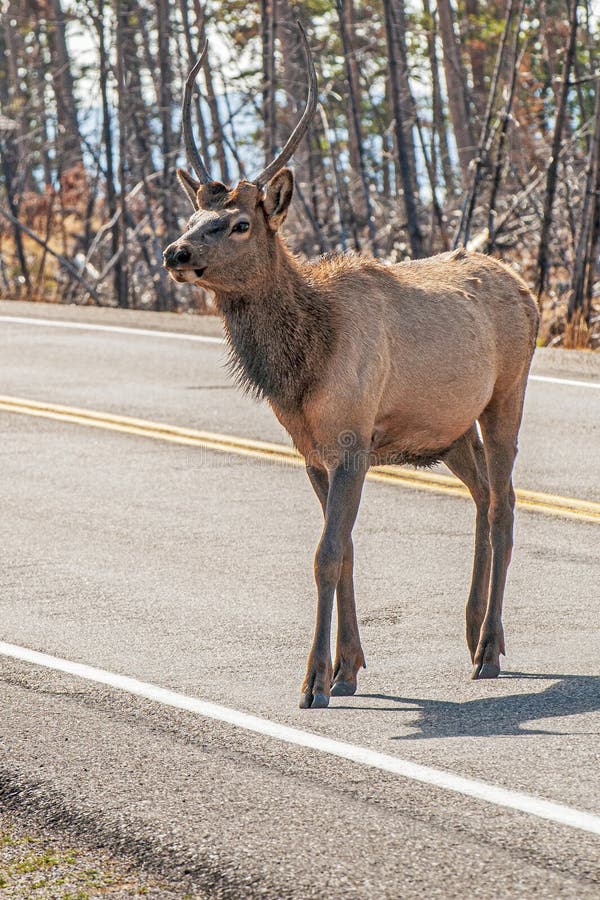 Elk Crossing stock photo. Image of timber, closeup, nature - 288623500