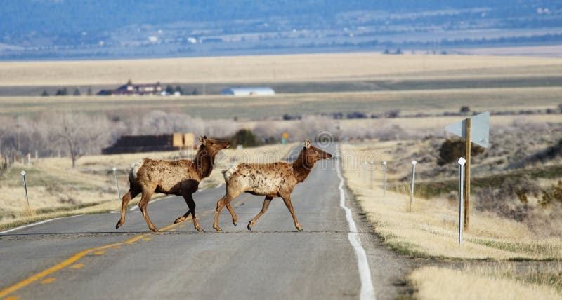 Elk Crossing a Rural Montana Road Stock Image - Image of ranch ...