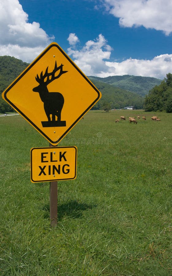 Elk Crossing Sign with Elk in Background Stock Photo - Image of herd ...