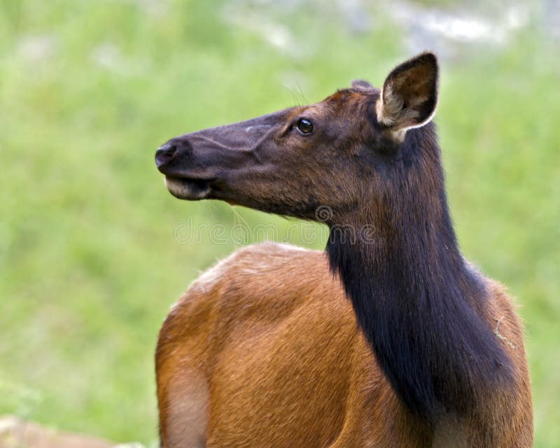 Elk doe stock image. Image of wildlife, hunt, deer, meadow - 16804051