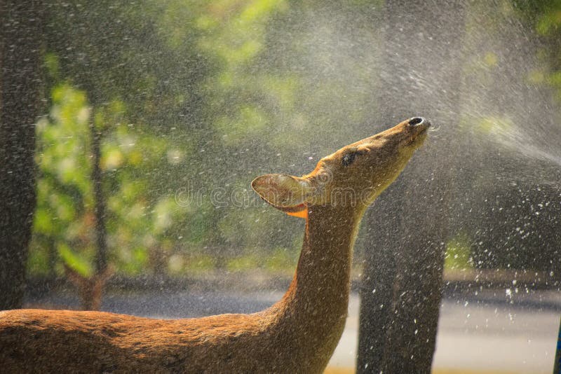 Elk Drinking Water - Stock Image Stock Photo - Image of antler, stream ...