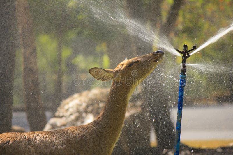 Elk Drinking Water Stock Photos - Free & Royalty-Free Stock Photos from ...