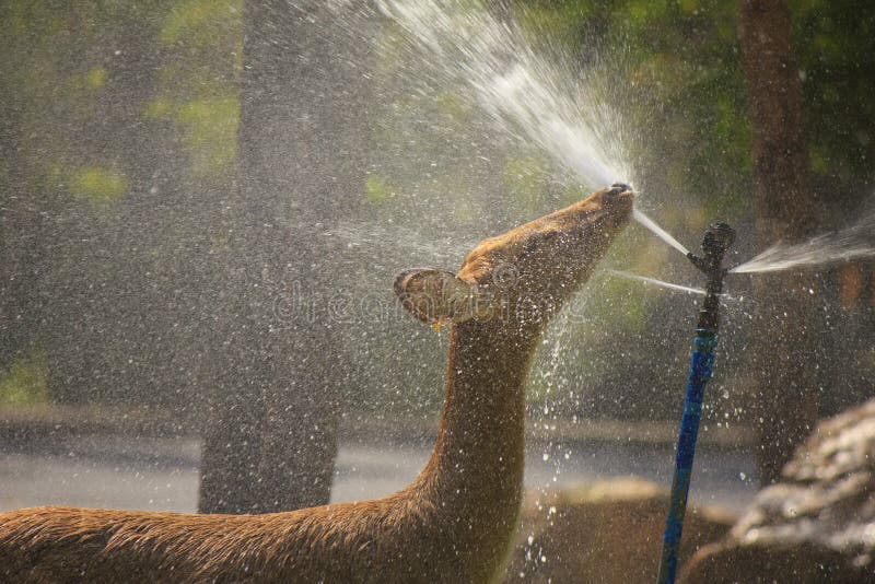 Elk Drinking Water Stream Stock Photos - Free & Royalty-Free Stock ...