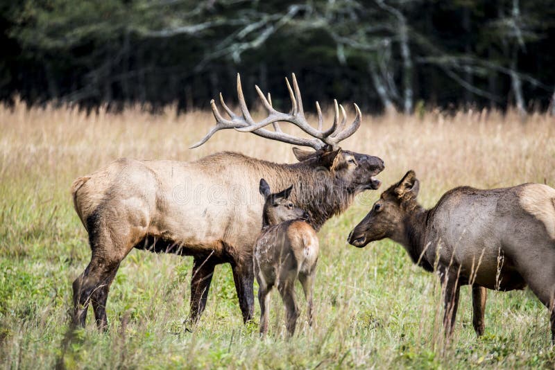 Elk Family Together in an Open Field. Stock Photo - Image of cove ...