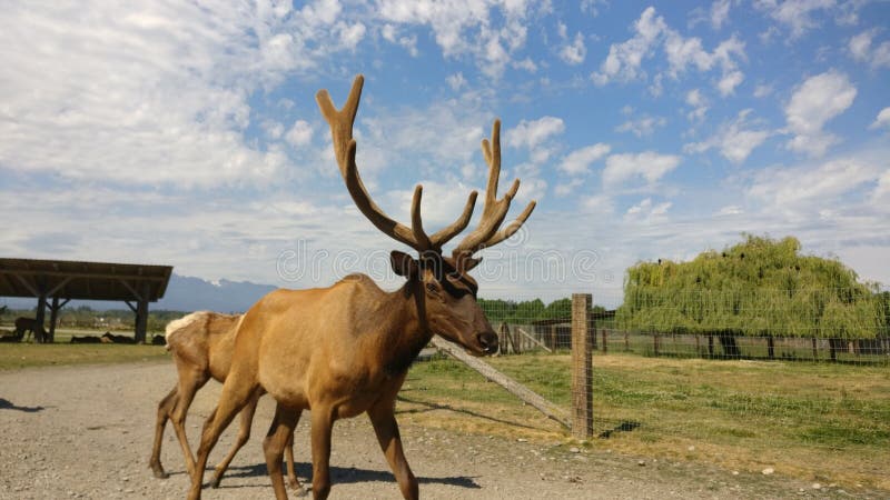 Elk stock image. Image of animals, farm, deer, wildlife - 121574547