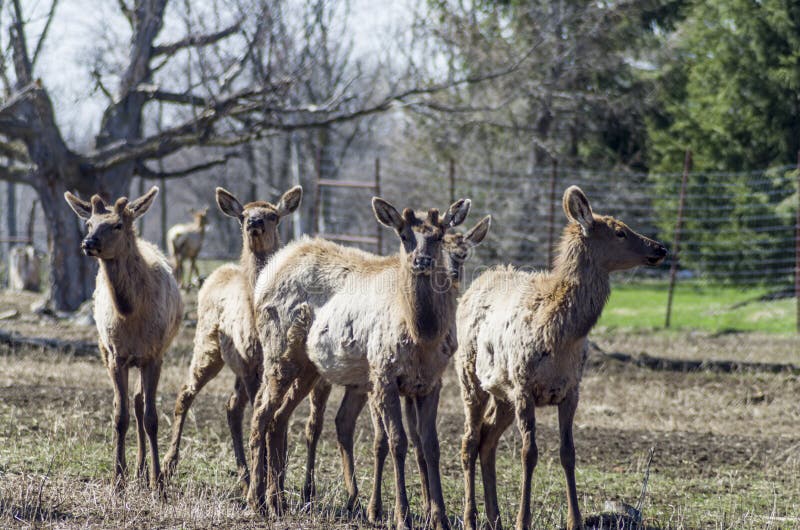 Elk Farming stock photo. Image of value, lean, farm, land - 92557586