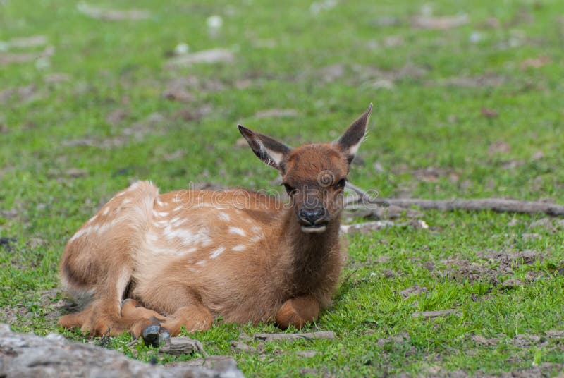 Elk Fawn stock photo. Image of cervus, fawn, spotted - 32480098