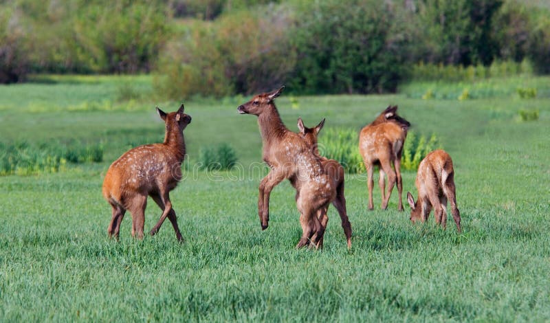 Elk Fawns Playing stock photo. Image of spots, national - 26019096