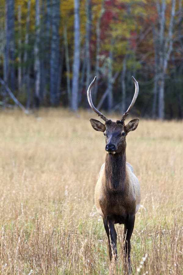 Elk stock image. Image of wild, buck, nature, wildlife - 7866463