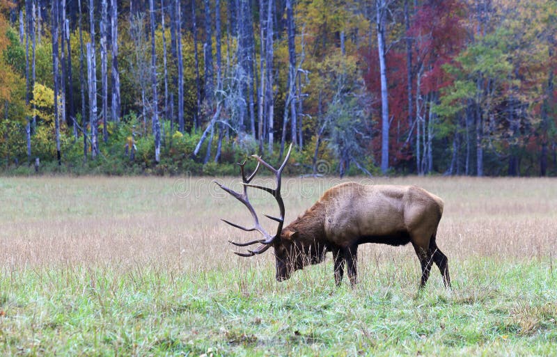 Elk in the Field stock photo. Image of forest, scenery - 36956124