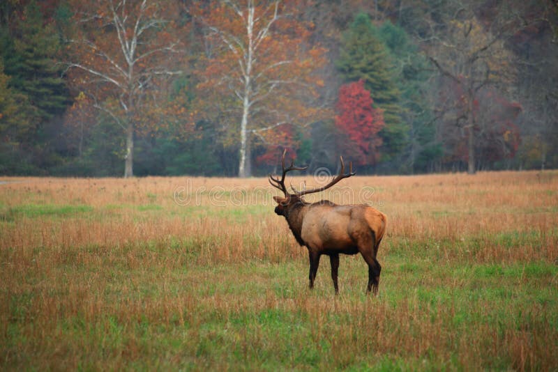 Elk in the Field stock image. Image of bull, animal, fields - 58228051