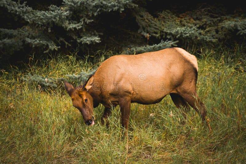 536 Elk Sitting Photos - Free & Royalty-Free Stock Photos from Dreamstime