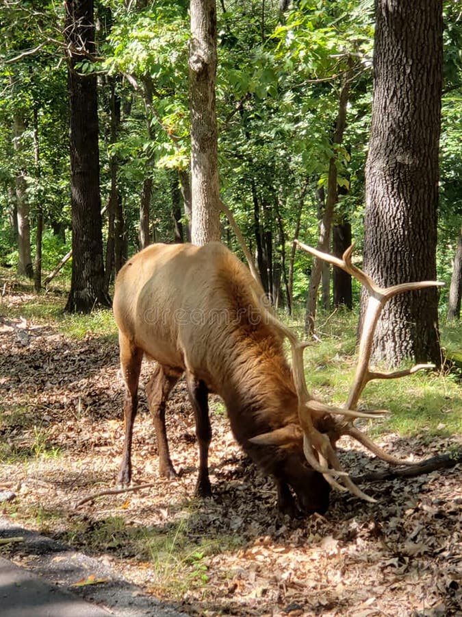 Elk Forest Trees Leaves Green Antlers Stock Photo - Image of forest ...