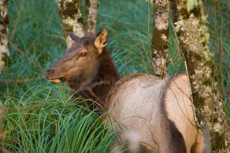 2,529 Stevens Nissan Stock Photos - Free & Royalty-Free Stock Photos ...