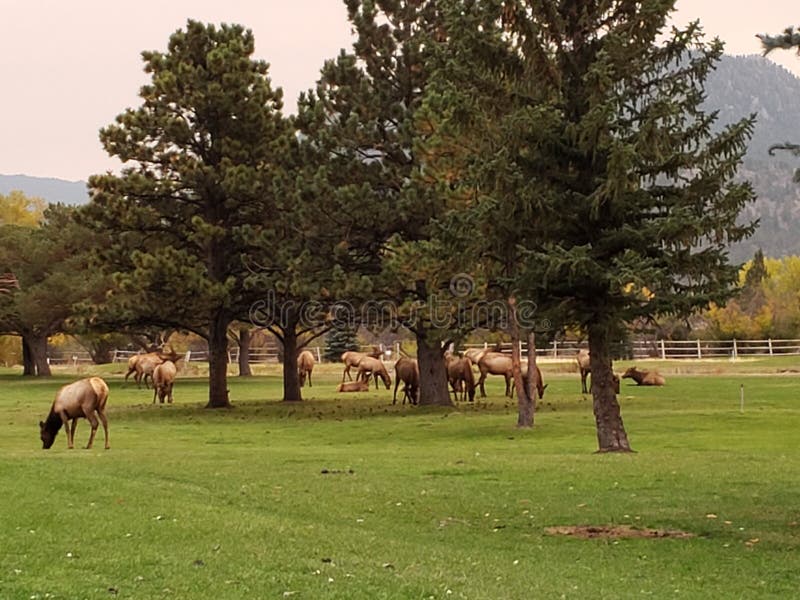 Golf Course Elk Stock Photos - Free & Royalty-Free Stock Photos from ...