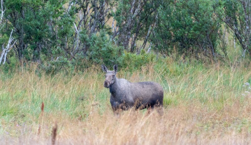 Elk in Grassy Landscape with Trees in the Background, Norway Stock ...