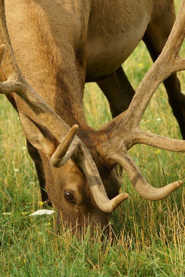 Elk grazing stock image. Image of bull, feed, grazing - 10578195