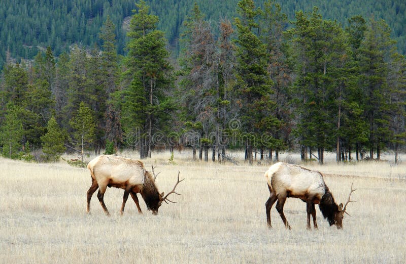 Elk grazing stock photo. Image of alberta, outdoor, rocky - 4427846