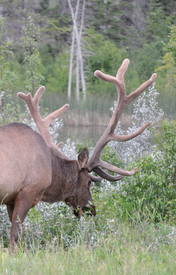 Elk grazing stock photo. Image of grazing, rack, wild - 94526006