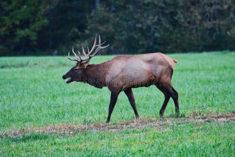 Elk On Green Grass Field Picture. Image: 116433952
