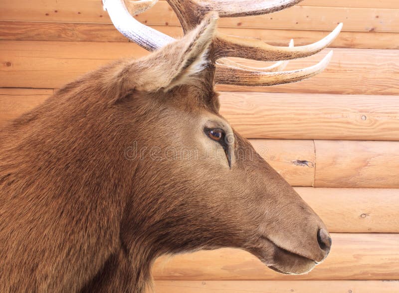 Elk head stock photo. Image of mount, game, antlers, hunt - 31948172