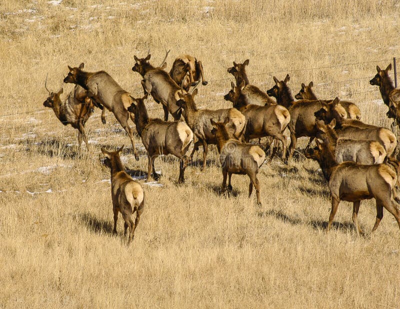 Elk herd stock image. Image of wildlife, nature, herd - 35869389
