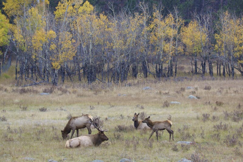Elk Herd in Fall stock image. Image of male, bull, wildlife - 29224263