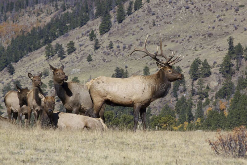 Bull elk bugling up close stock photo. Image of high - 62436442