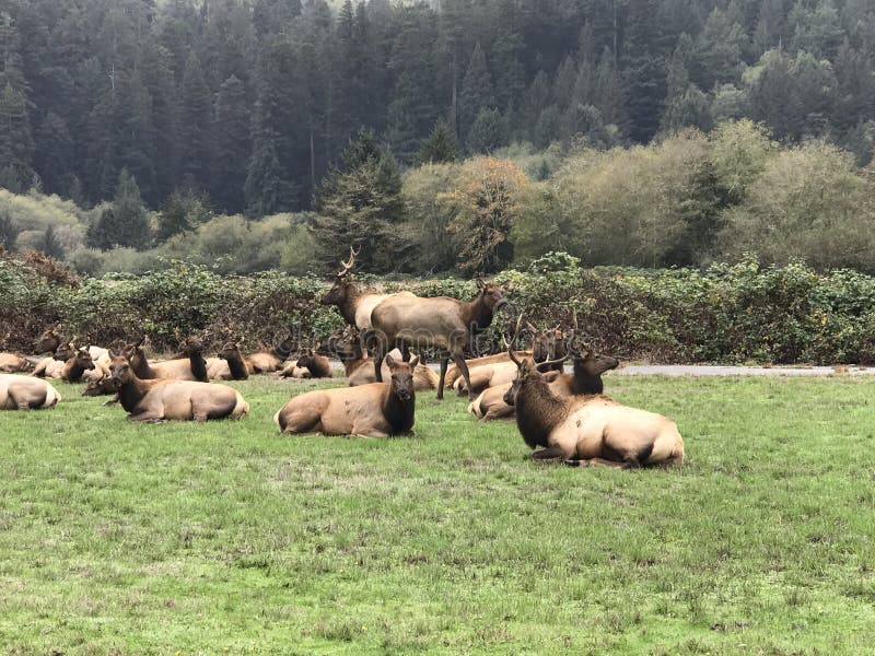 Elk Herd stock image. Image of autumn, antlers, wild - 85448741