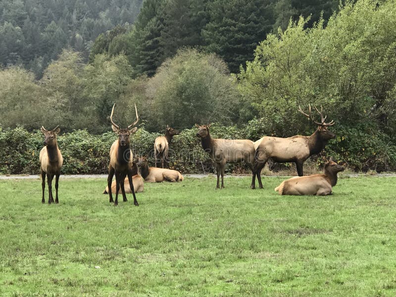 Elk Herd stock photo. Image of meadow, season, wildlife - 85448750
