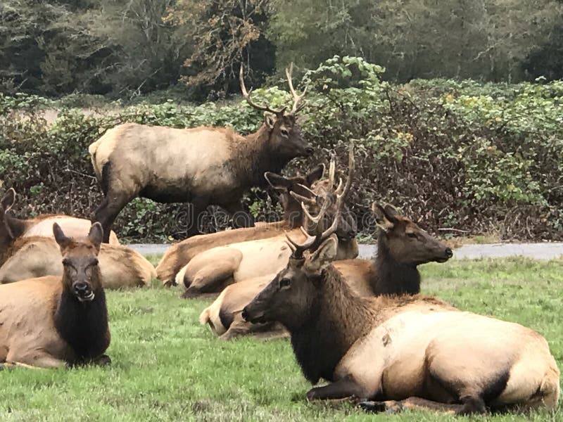 Elk Herd stock photo. Image of horns, mammal, autumn - 85448830