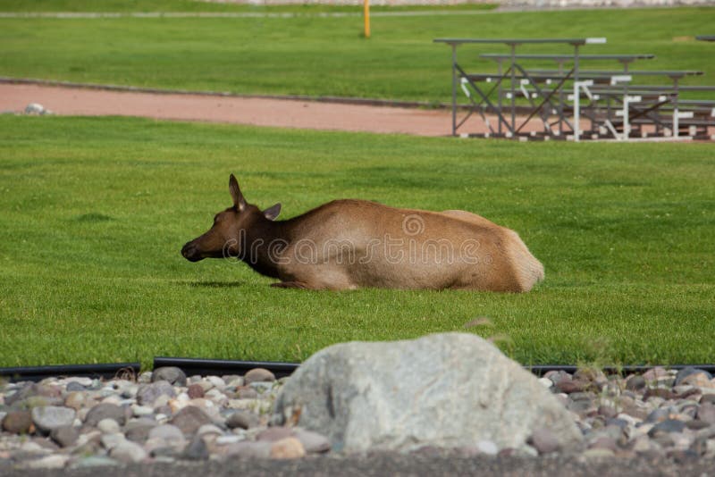 186 Elk Laying Down Stock Photos - Free & Royalty-Free Stock Photos ...