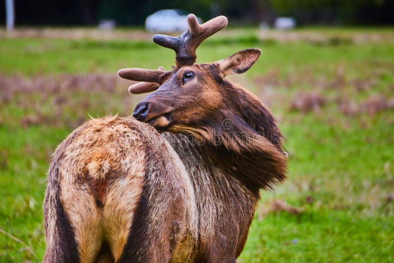 Elk Licking Back in Lush Green Field Stock Image - Image of orick, head ...