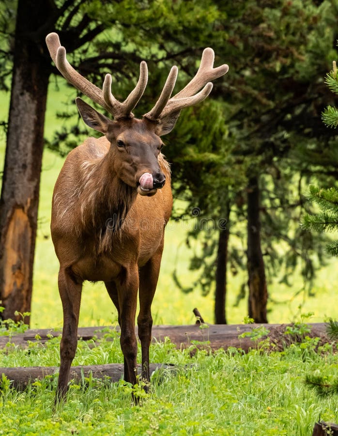 Elk Licks Lips while Standing in Field Stock Photo - Image of national ...