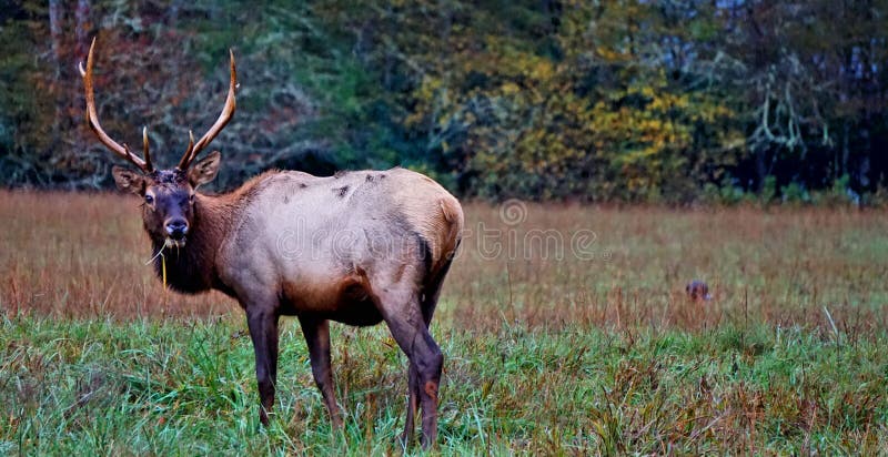 Elk looking in field stock photo. Image of rainy, state - 60880528
