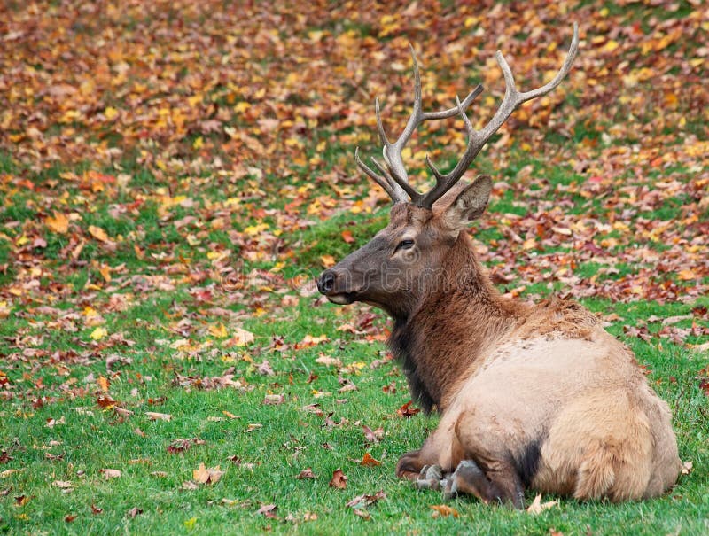Elk Lying Down on a Fall Day Stock Image - Image of outdoors, brown ...