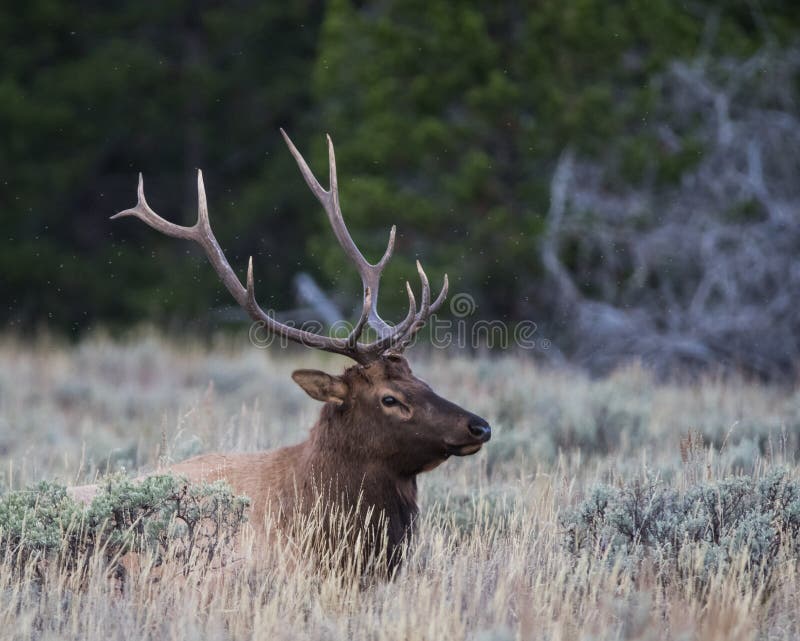 Elk stock image. Image of wyoming, cervus, wildlife, tetons - 60692907