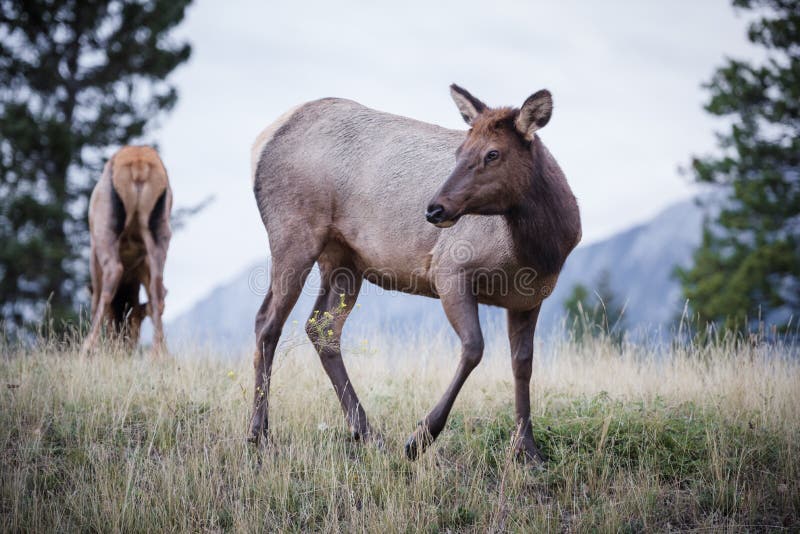 Elk in a medow stock image. Image of deer, hunter, natural - 80042849
