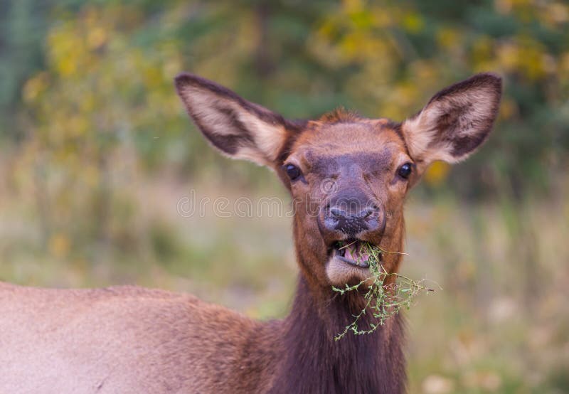 Elk stock photo. Image of famous, national, back, america - 256831024