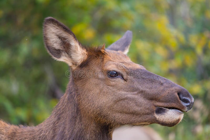 Elk stock photo. Image of national, mammal, animal, back - 261814324