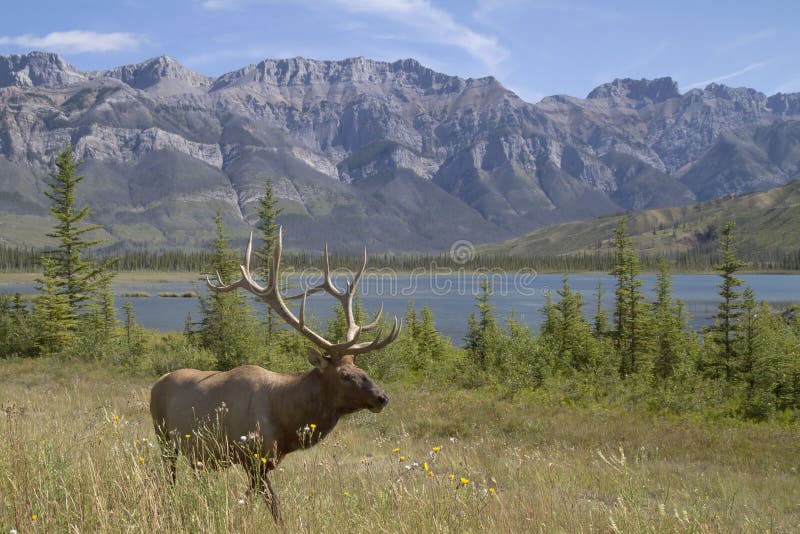 Elk in the mountains stock photo. Image of beautiful - 21039744