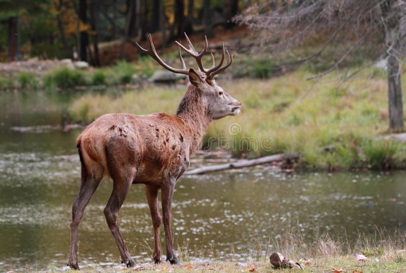 Elk stock image. Image of water, autumn, wildlife, beauty - 63641245