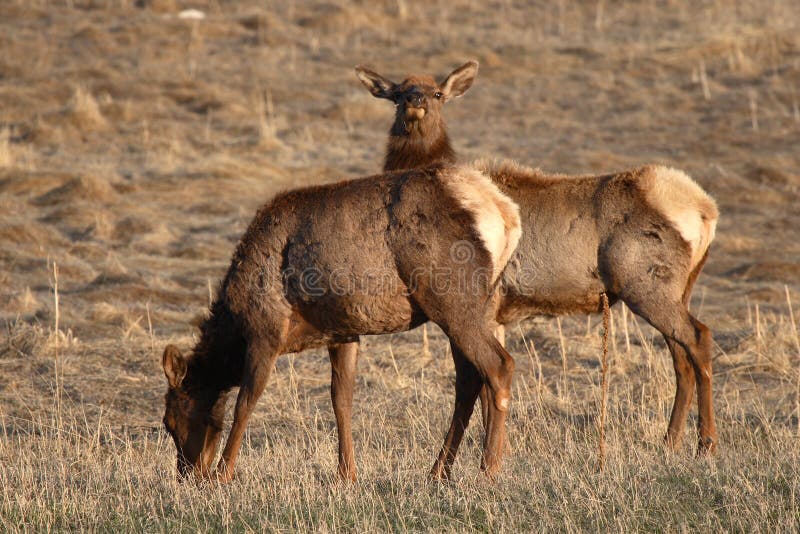 Elk Pair in Spring stock image. Image of eating, wildlife - 48479051