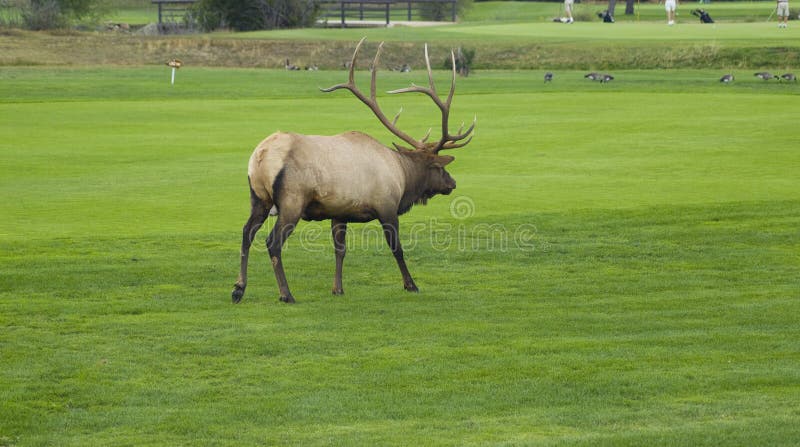 Elk playing through stock image. Image of play, colorado - 11095637