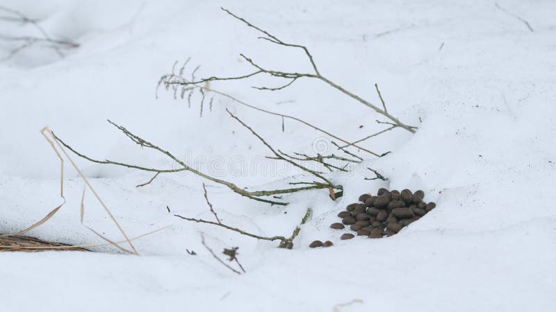 Elk Poop Balls in Spring Forest. Stock Video - Video of herbivore ...