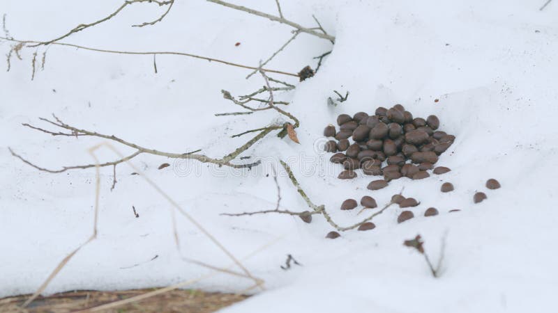 Elk Poop Balls in Spring Forest. Stock Video - Video of north ...