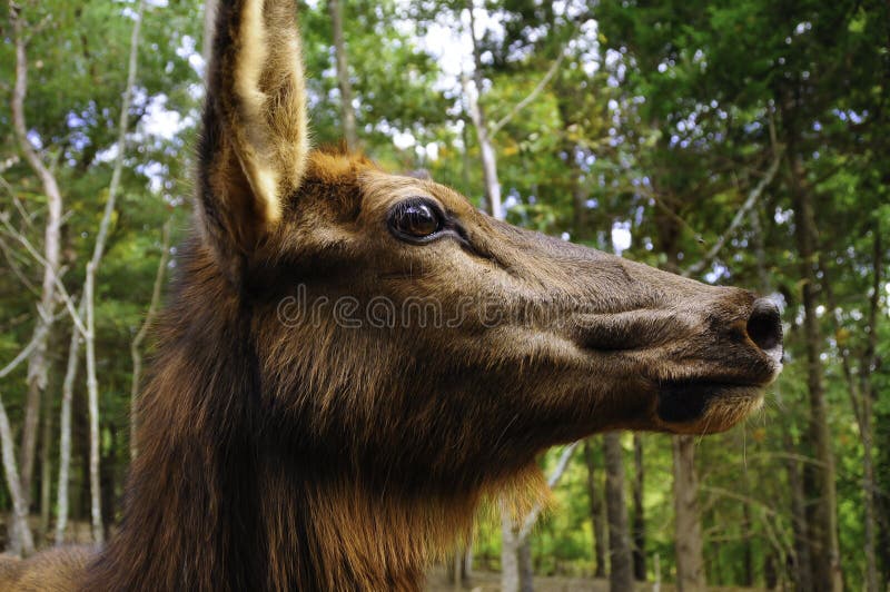 Elk Profile stock image. Image of cervus, animal, side - 22078237