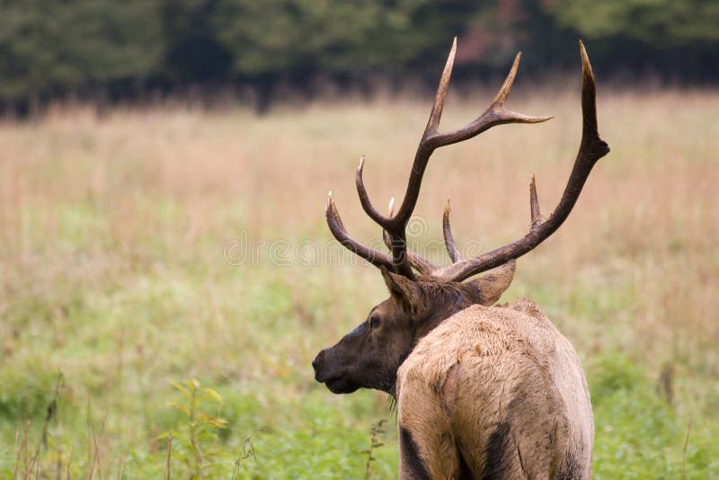 Elk Profile stock image. Image of light, buck, forest - 3344873