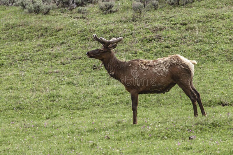 Elk profile close up view stock image. Image of protected - 141601937