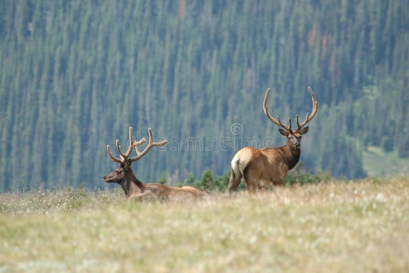 Elk Profiles Stock Photos - Free & Royalty-Free Stock Photos from ...